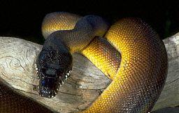 Chinese Zodiac Snake 2001